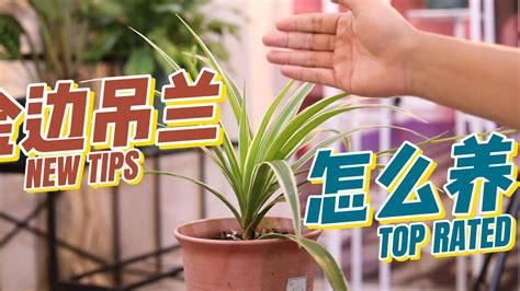 金边吊兰怎么养？园艺师教你，金边吊兰的详细养护技巧 Youtube