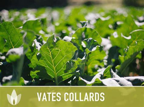 Vates Collards Heirloom Seeds Etsy