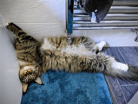 Cant Even Poop In Peace Rfloof