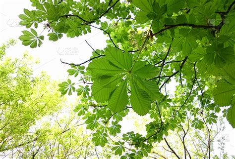 栗树天空美水平画幅枝繁叶茂无人户外明亮树林生长素材 花瓣网