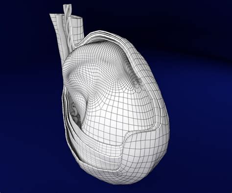 Artstation 3d Testis With Covering Layers Model Resources