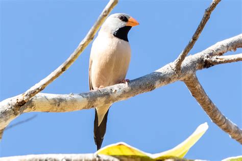 Australian Finches Australias Wonderful Birds