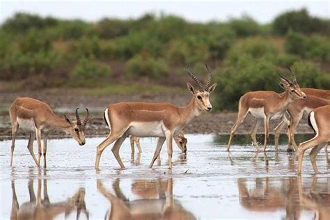Shirvan National Park Tour