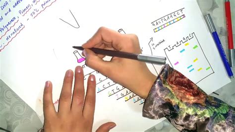 Sanger Coulson Method Of Dna Sequencing In Urdu Class 12 Youtube