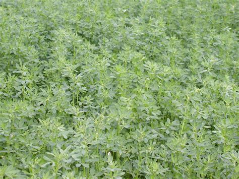 Institut Za Krmno Bilje Lucerka