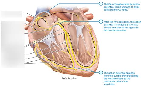 Diagram Of Cardiac Conduction System Quizlet