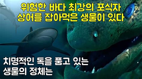 위험한 바다 생물의 대명사인 상어를 잡아먹는 생물이 있다 치명적인 독을 품고 있는 생물의 정체는 Youtube