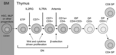 Functional Checkpoints In Human T Cell Development Indicated Are The
