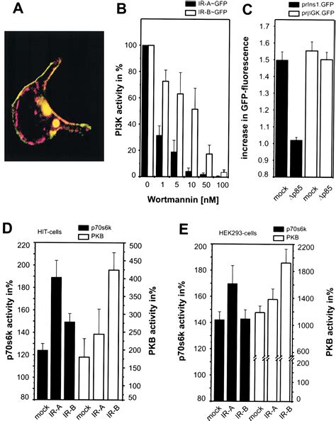 Selective Insulin Signaling Through A And B Insulin Receptors Regulates Transcription Of Insulin