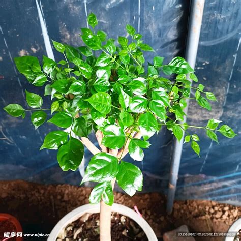 绿宝树 摄影图 花草 生物世界 摄影图库 昵图网