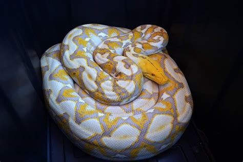 Purple Reticulate Python Beautiful Snakes Reticulated Python Snake