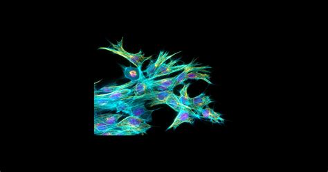 Fibroblast Cells Fluorescent Micrograph C010 3469 Actin Filament Posters And Art Prints