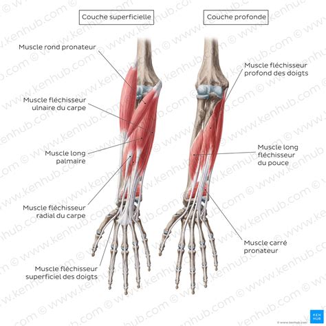 Coude Et Avant Bras Anatomie Des Muscles Et Des Os Kenhub
