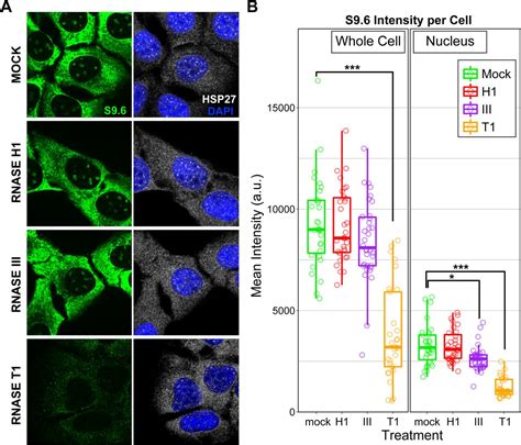 Shortcut Rnase Iii New England Biolabs Bioz