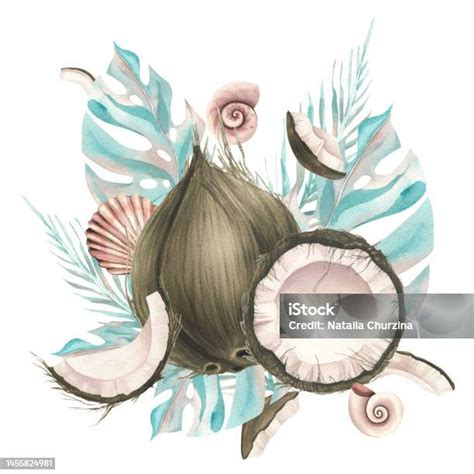 열대 야자 잎과 조개를 곁들인 전체 코코넛과 조각 수채화 그림입니다 코코넛 컬렉션의 흰색 배경에 구성 장식과 디자인을 위해 갈색에 대한 스톡 벡터 아트 및 기타 이미지