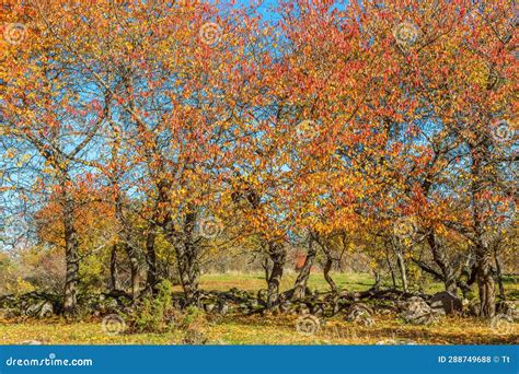 Treeline With The Fall Colors At A Stone Wall Stock Photo Image Of Autumn Nature