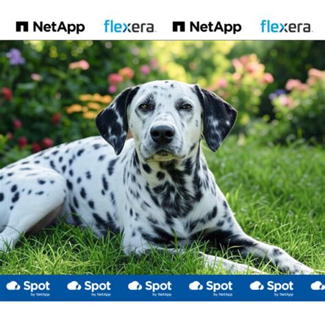 Netapp Offloads Spot Cloudcheckr To Flexera Blocks And Files