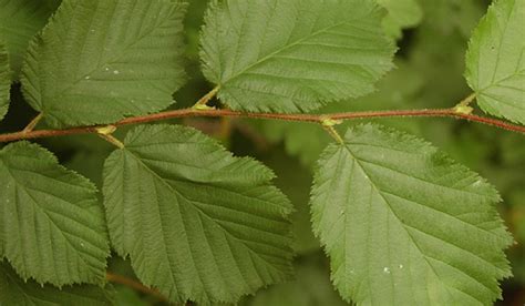 Wild Hazelnut Bush
