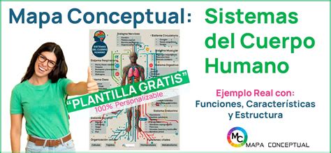 Mapa Conceptual De Los Sistemas Del Cuerpo Humano 2025