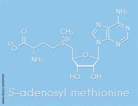 S Adenosyl Methionine Sam Molecule Essential In Several Metabolic Pathways Often Found In