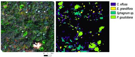 Example Of Classification Results Using Binary Classes Sequential Fast