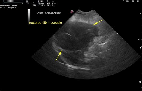 Gallbladder Mucocele Rupture In An 8 Yr Old Fs Sheltie Members