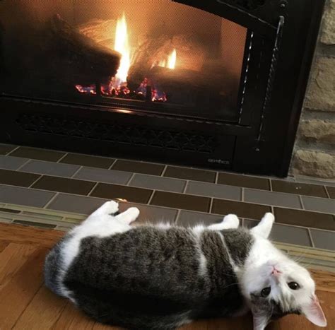 Feline Hyperesthesia Syndrome The Tiniest Tiger