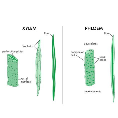 Xylem And Phloem Diagram Science Education Science