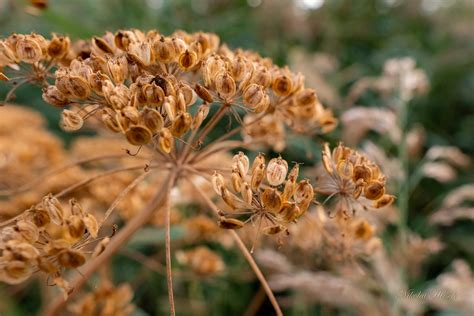 Зонтичные растения с цветками и листьями 58 фото