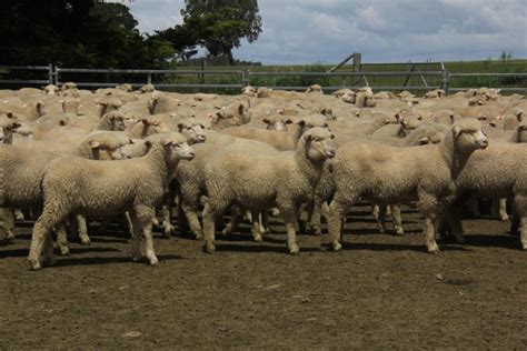 Lot 399 202 Mixed Sex Store Lambs AuctionsPlus