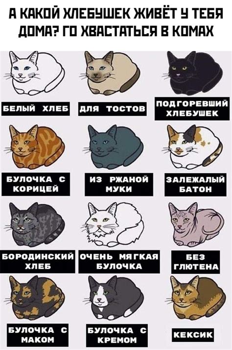 Cat Life Cycle Meme At Darrell Deborah Blog