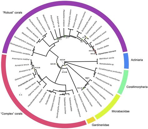 Maximum Likelihood Ml Partitioned Phylogeny Reconstructed On Raxml