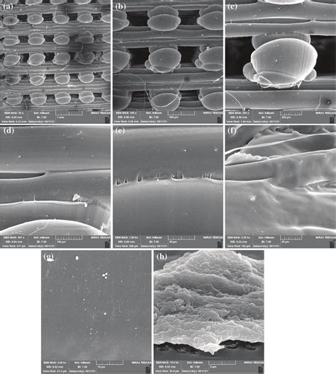 Scanning Electron Microscopy With Different Magnification Levels For