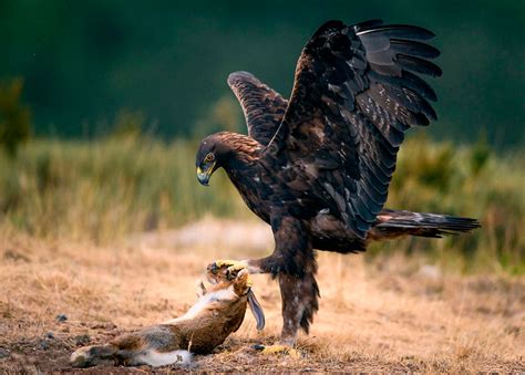 Орлы: описание птицы, среда обитания, питание, виды