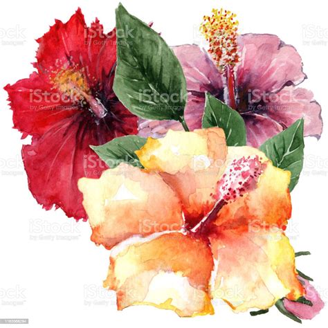 히비스커스 꽃 3개와 녹색 잔가지 1개 흰색 배경에 수채화입니다 예술에 대한 스톡 벡터 아트 및 기타 이미지 예술 중국 개체 그룹 Istock
