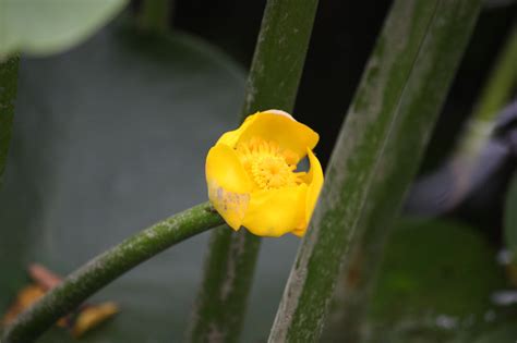 コウホネ河骨の花 てこてこペンギン散歩