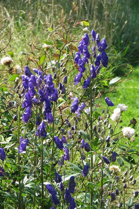 How To Grow Azure Monkshood Gardeners Path