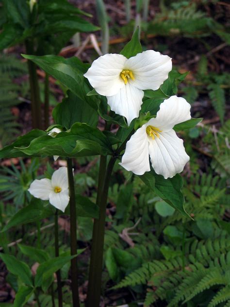 Trillium Grandiflorum Great White Trillium Catskill Native Nursery
