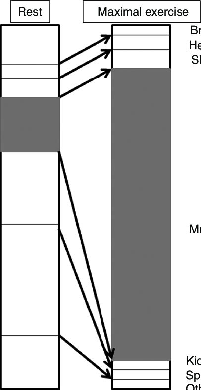 Distribution Of Cardiac Output ˙ Q At Rest And During Maximal
