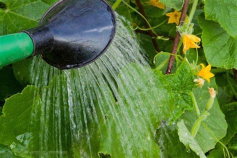 Краставиците подхранвам на 10 дни доматите на 15 Добивът ми скочи двойно а и не знам какво