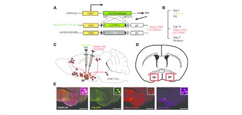 Monosynaptic Inputs To The Bfcs Using Rabies Based Transsynaptic