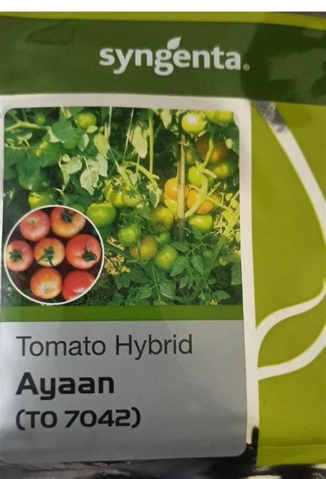 Hybrid Tomato Seed Packaging Type Packet At ₹ 1200 Pack In Bareilly Id 2852623600348