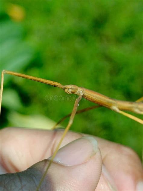 A Close Up Shot Of A Stick Insect Or Phasmatodea Perfectly