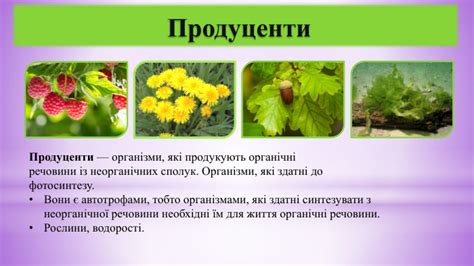 Презентація Ланцюги живлення