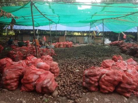 ကိုဗစ် ၁၉ကာလတွင် မဲသမူးကျေးရွာအုပ်စု၌ တစ်ပိုင်တစ်နိုင် ဝဥခြောက်လုပ်ငန်း လုပ်ကိုင်လျက်ရှိ