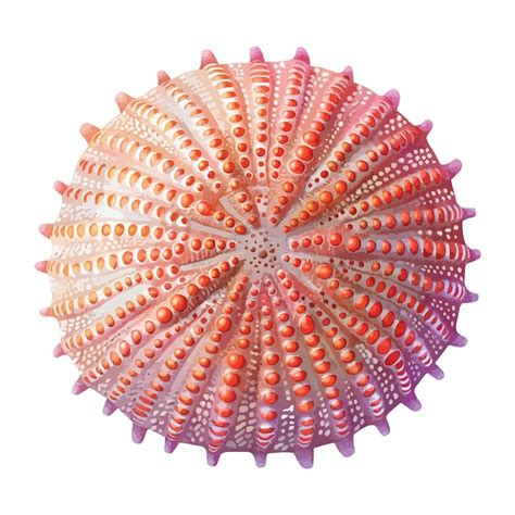 Sea Urchin Shell Vector Premium Ai Generated Vector