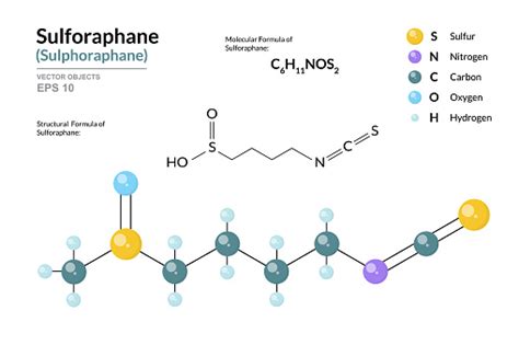 설포라판 분자의 구조적 화학식 및 3d 모델 C6h11nos2 색상 코딩이 있는 원자 벡터 그래픽 Illustration For Educational Materials