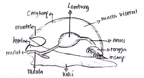 Sri Ebenezer Mollusca