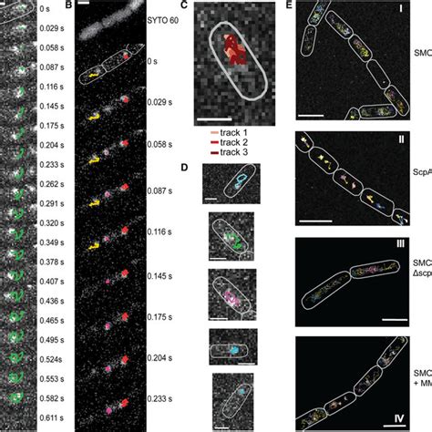 Single Molecule Microscopy And Tracking In Exponentially Growing Download Scientific Diagram