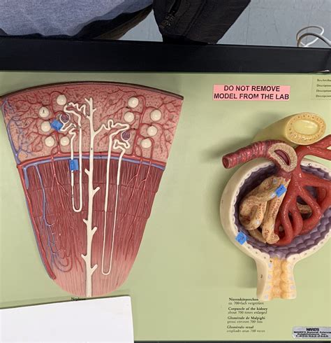 Urinary Diagram Quizlet